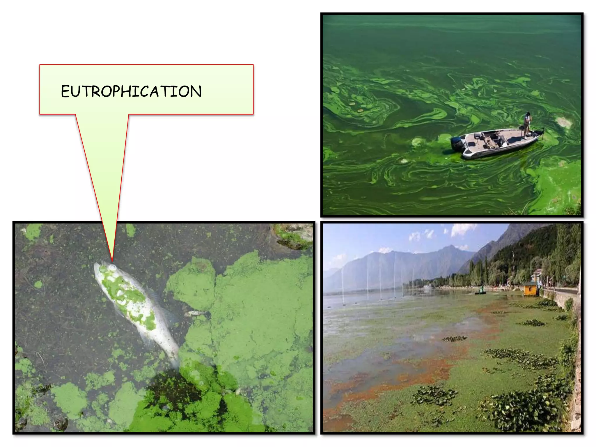 Threats to marine biodiversity | PPTX
