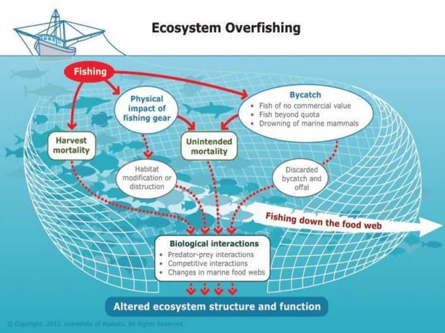Threats to marine biodiversity | PPTX