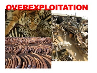 Threats to wildlife | PPTX