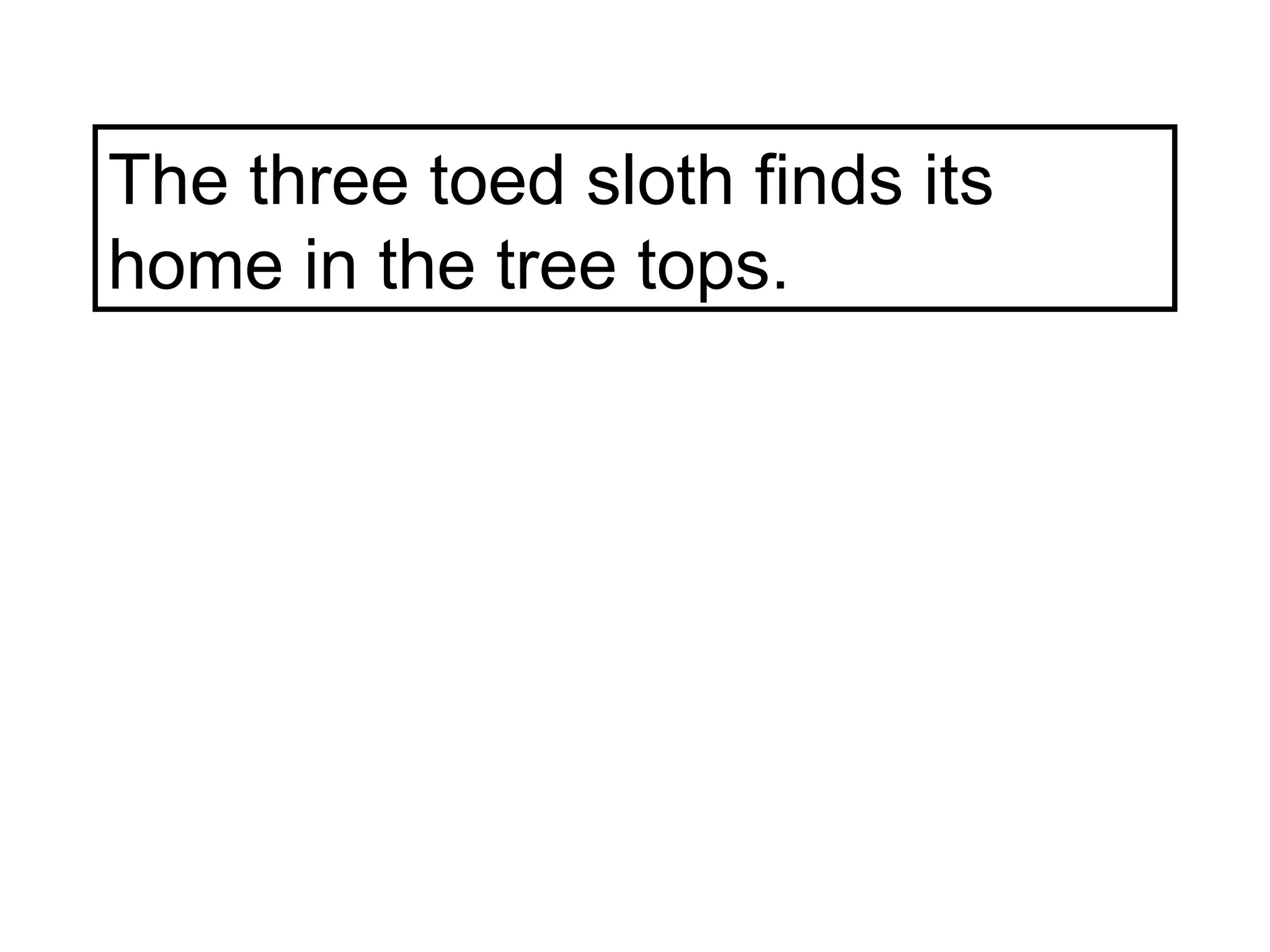Three-Toed Sloth | PPT