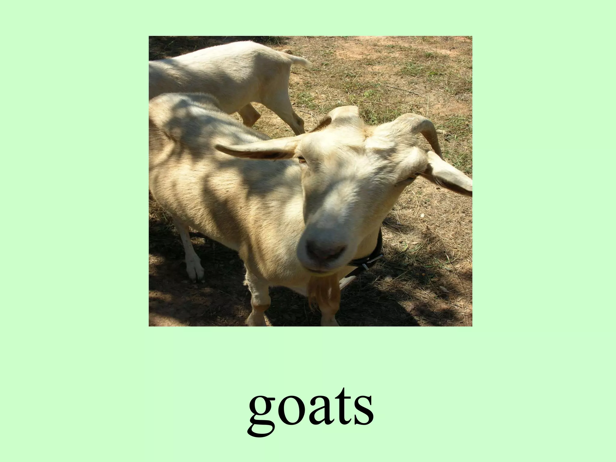Three Billy Goats Gruff | PPT