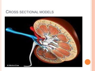 Three dimensional aids | PPTX