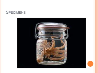 Three dimensional aids | PPTX