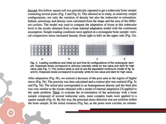 Three dimensional model of bone external adaptation | PPT
