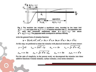 Three dimensional model of bone external adaptation | PPT