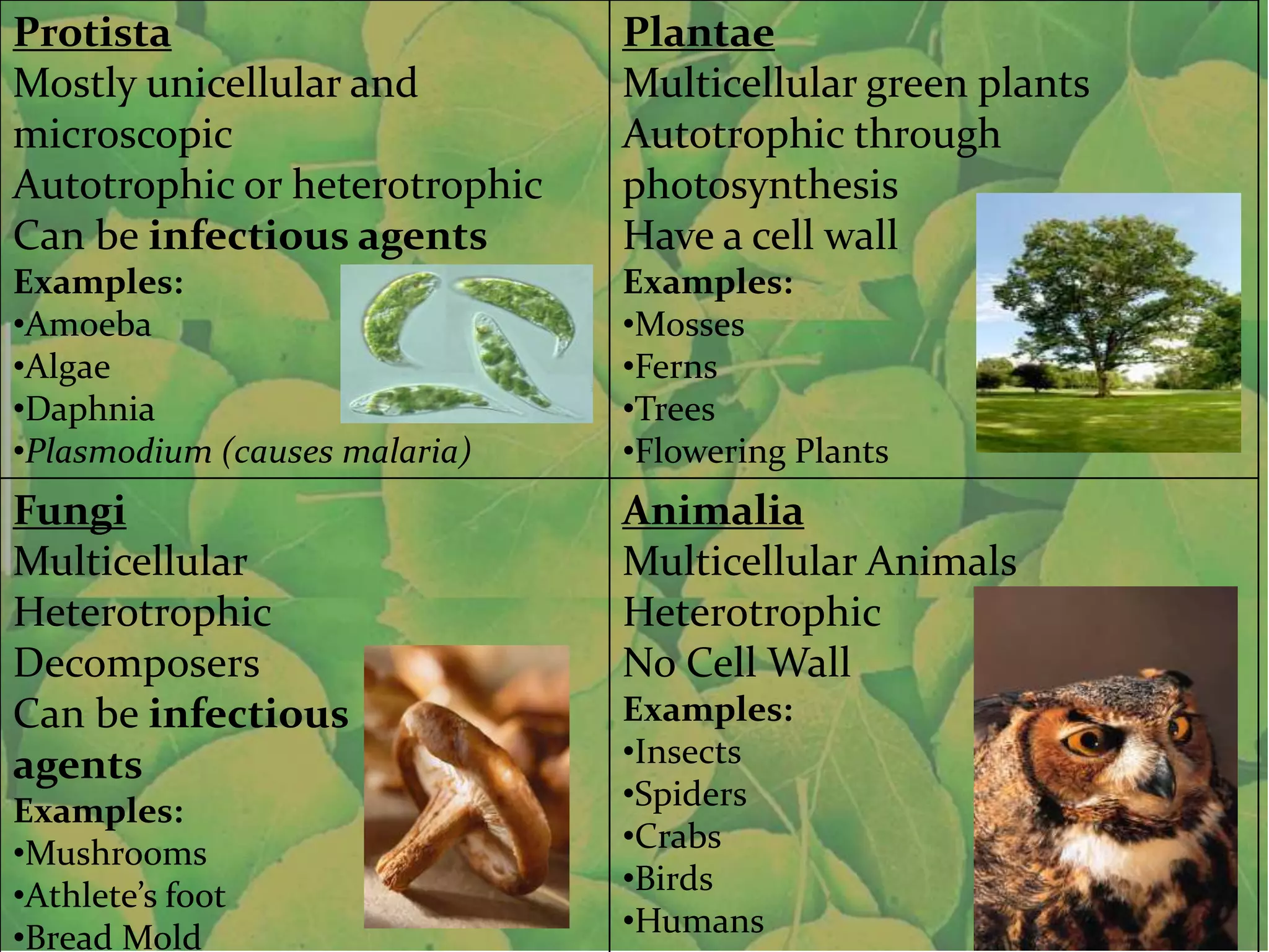 Three domain of classification | PPTX