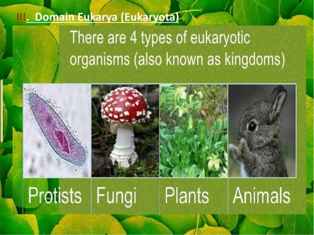 Three domain of classification | PPTX | Biological Sciences | Science