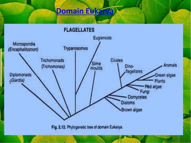 Three domain of classification | PPTX | Biological Sciences | Science