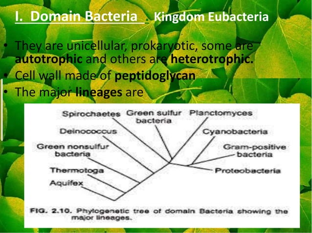 Three domain of classification | PPT