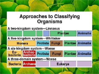Bacteria Kingdom Classification