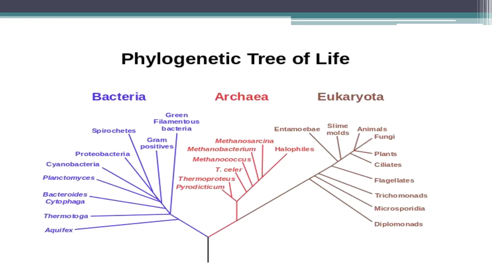 THREE DOMAINS OF LIFE ZOOLOGY NOTES .pptx
