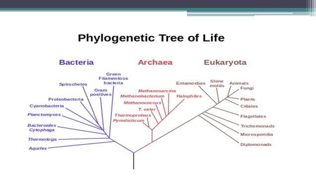 THREE DOMAINS OF LIFE ZOOLOGY NOTES .pptx