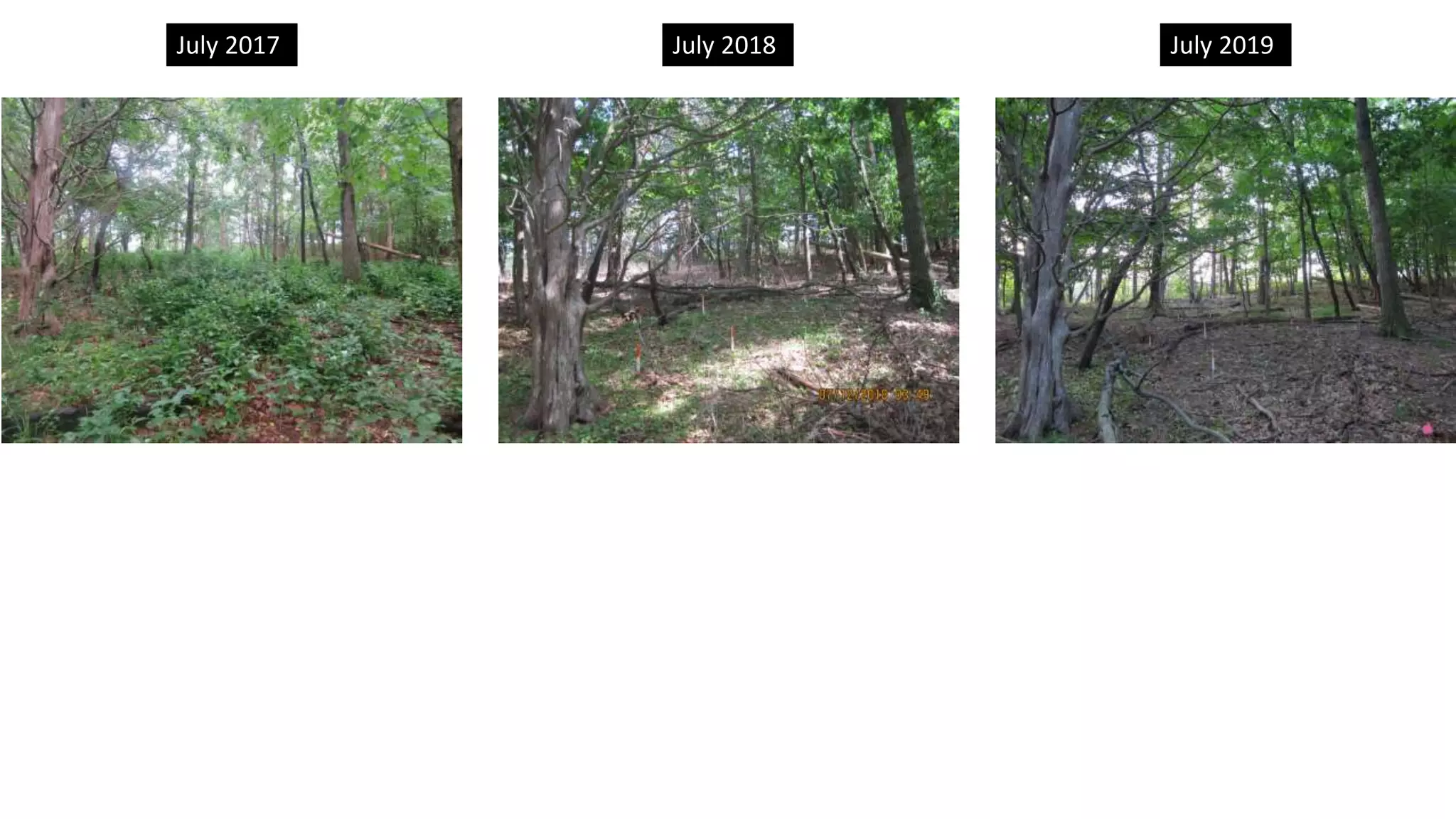 Three gorges invasive species control and restoration | PPT