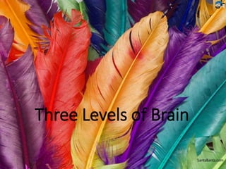 Three levels of brain | PPTX