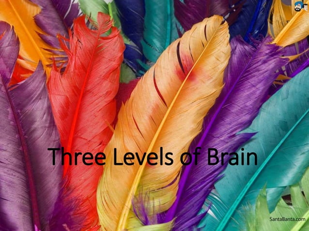 Three levels of brain | PPT
