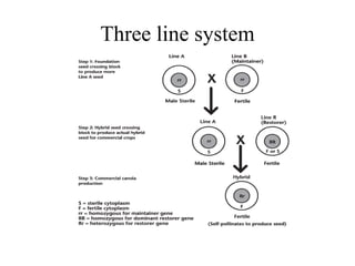 Three line system of hybrid seed production | PPTX