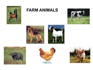 Three little pigs for Class 1 English | PPT