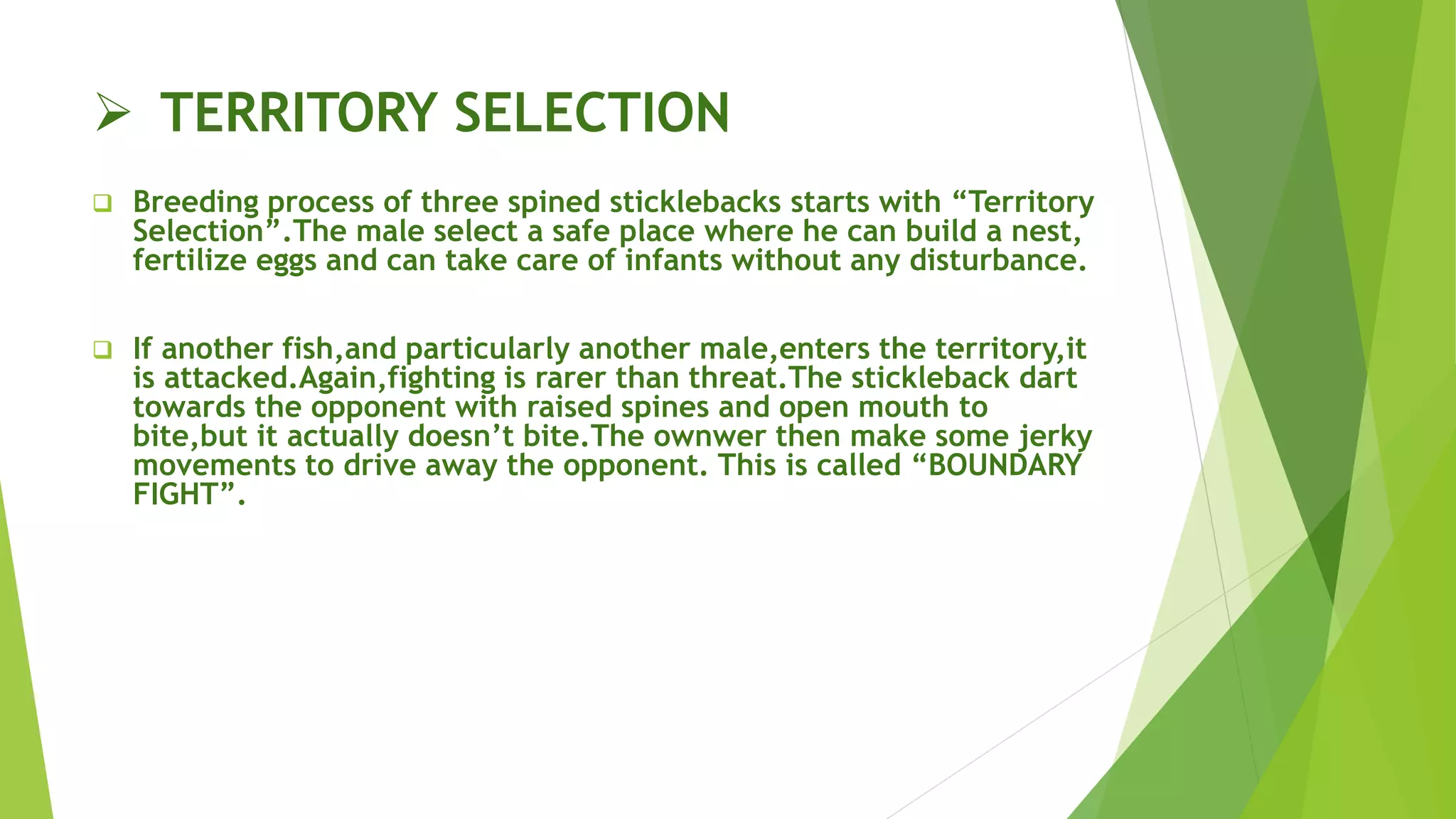 Three spined stickle back presentation | PPTX