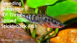 Three spined stickle back presentation | PPTX
