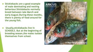 Three spined stickle back presentation | PPTX