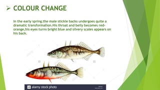 Three spined stickle back presentation | PPTX