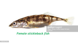 Three spined stickle back presentation | PPTX