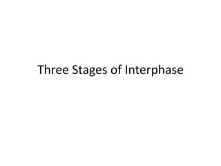 Three stages of Interphase | PPTX