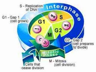 Three stages of Interphase | PPTX