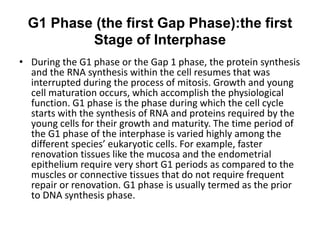 Three stages of Interphase | PPTX