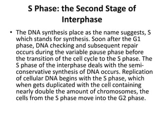 Three stages of Interphase | PPTX
