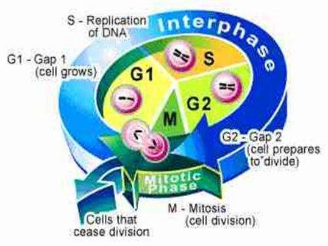 Three stages of Interphase