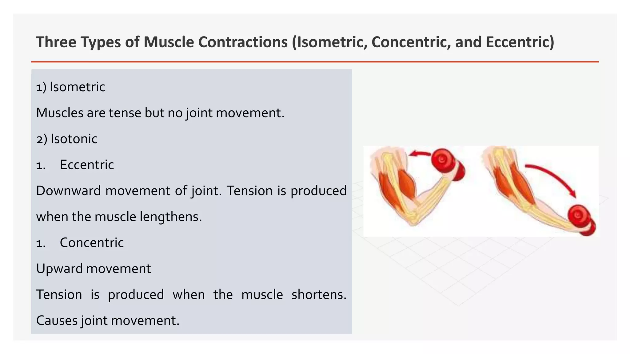 Types of Muscle Contractions | PPT