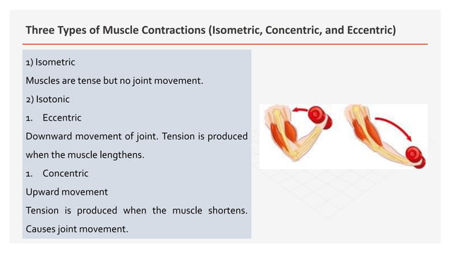 Types of Muscle Contractions | PPT