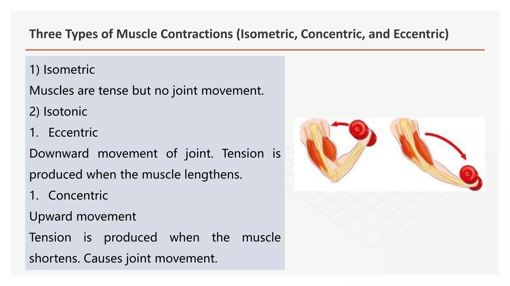 Three Types of Muscle Contractions (Isometric,.pptx
