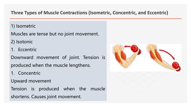 Three Types Of Muscle Contractions Isometricpptx