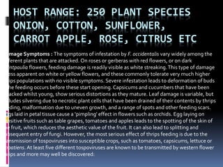 Thrips | PPTX