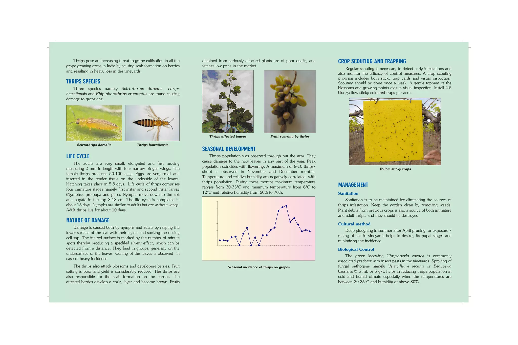 Thrips-Eng.pdf