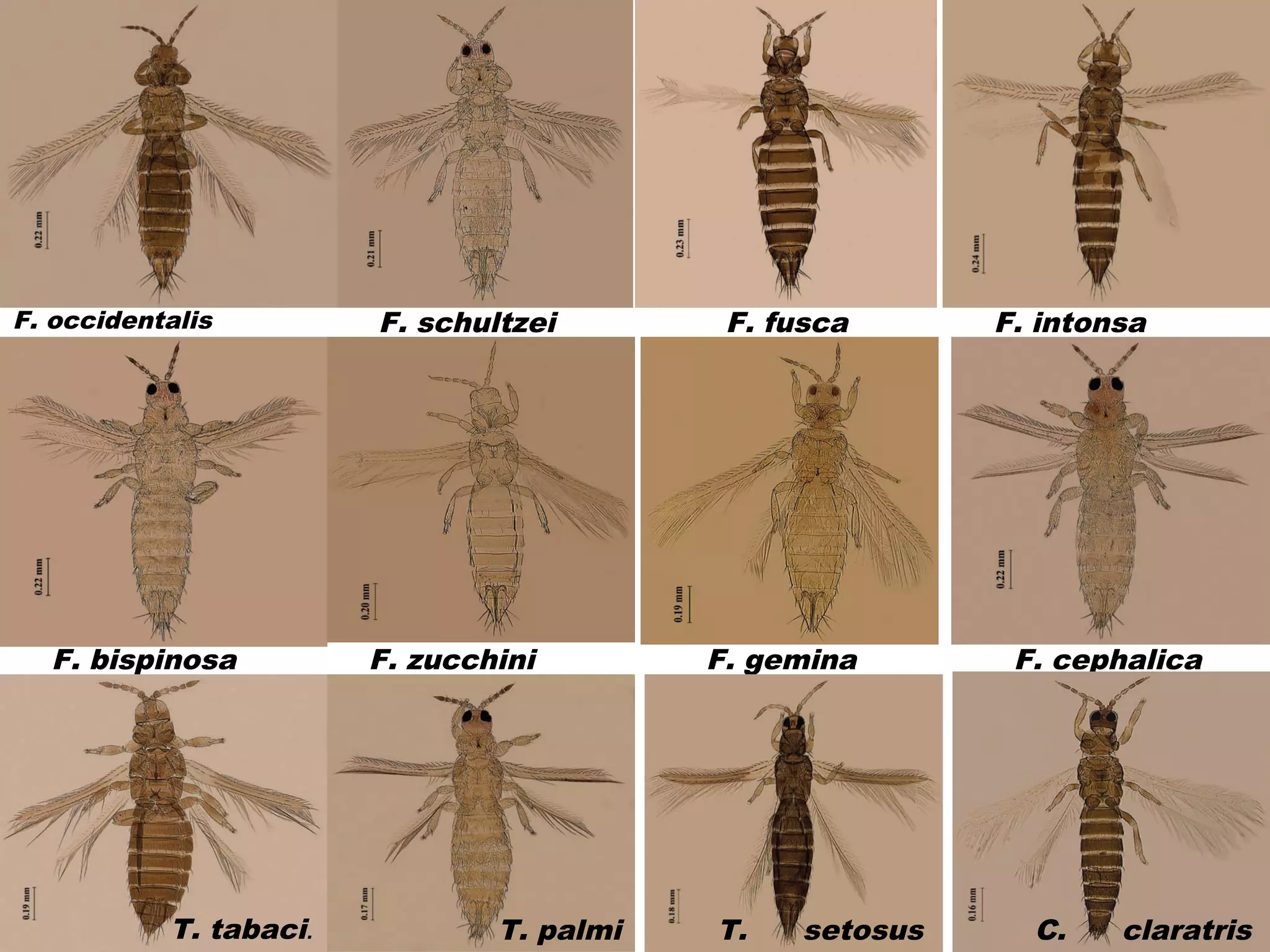 Thrips diagnosis and management-SSNAIK-TNAU | PPT