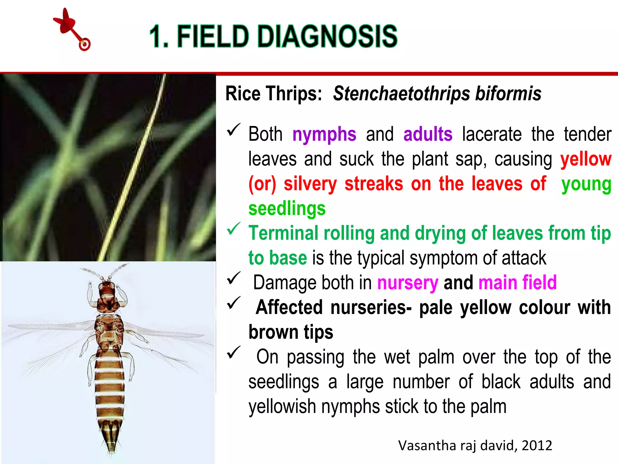 Thrips diagnosis and management-SSNAIK-TNAU | PPT
