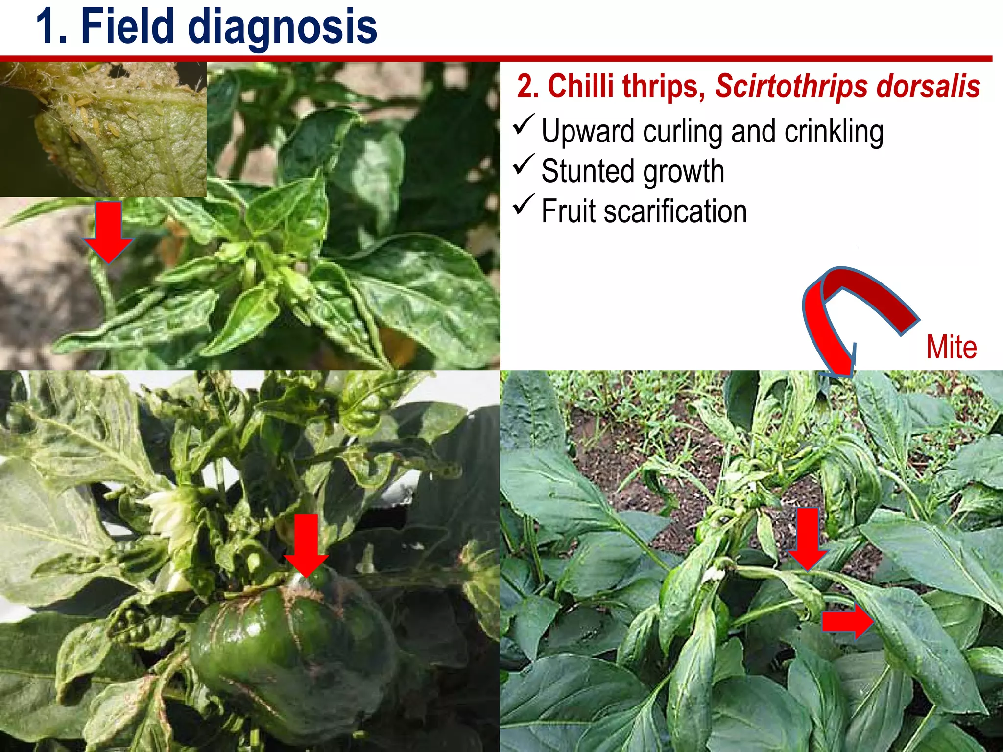 Thrips diagnosis and management-SSNAIK-TNAU | PPT