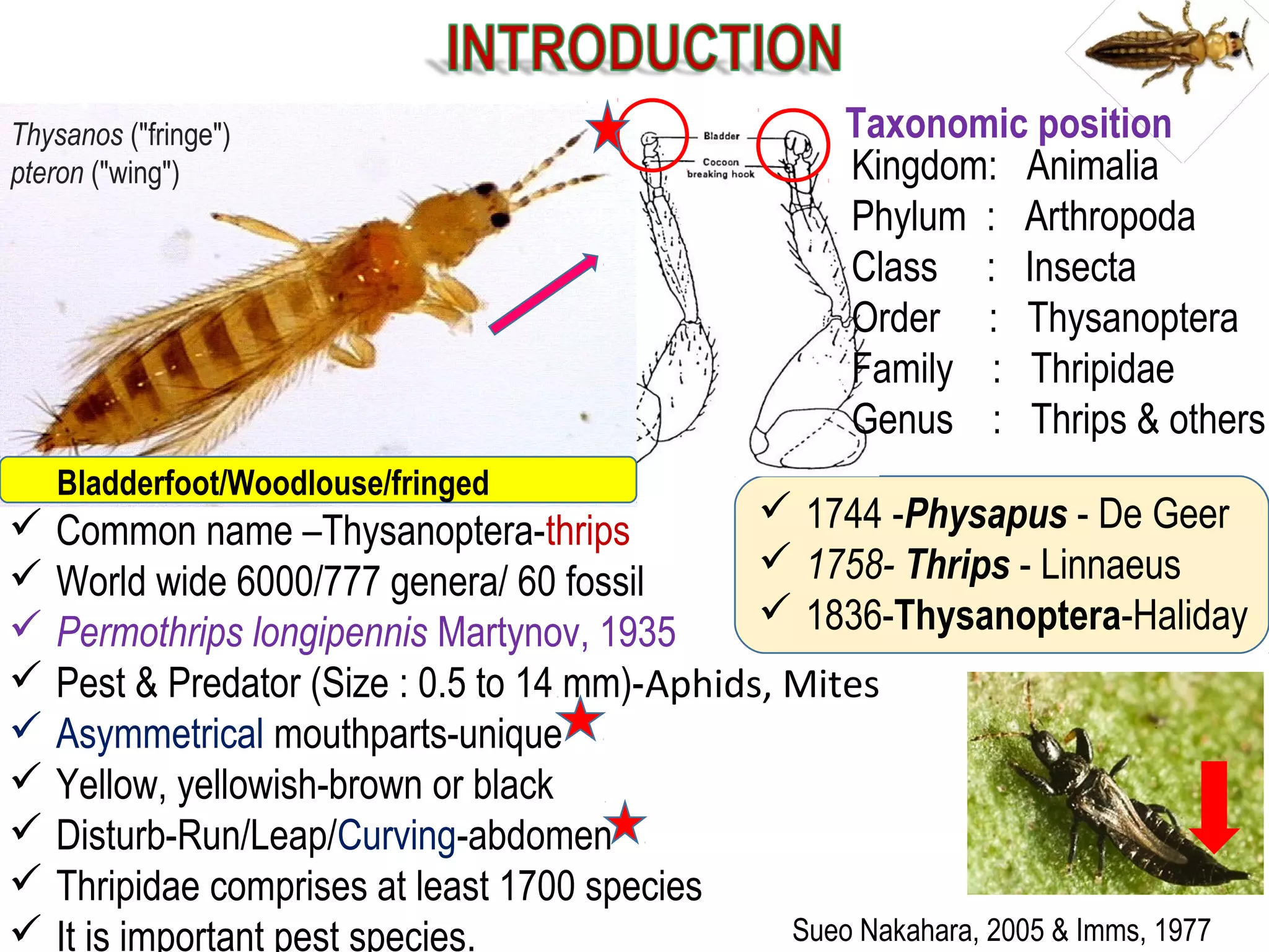 Thrips diagnosis and management-SSNAIK-TNAU | PPT