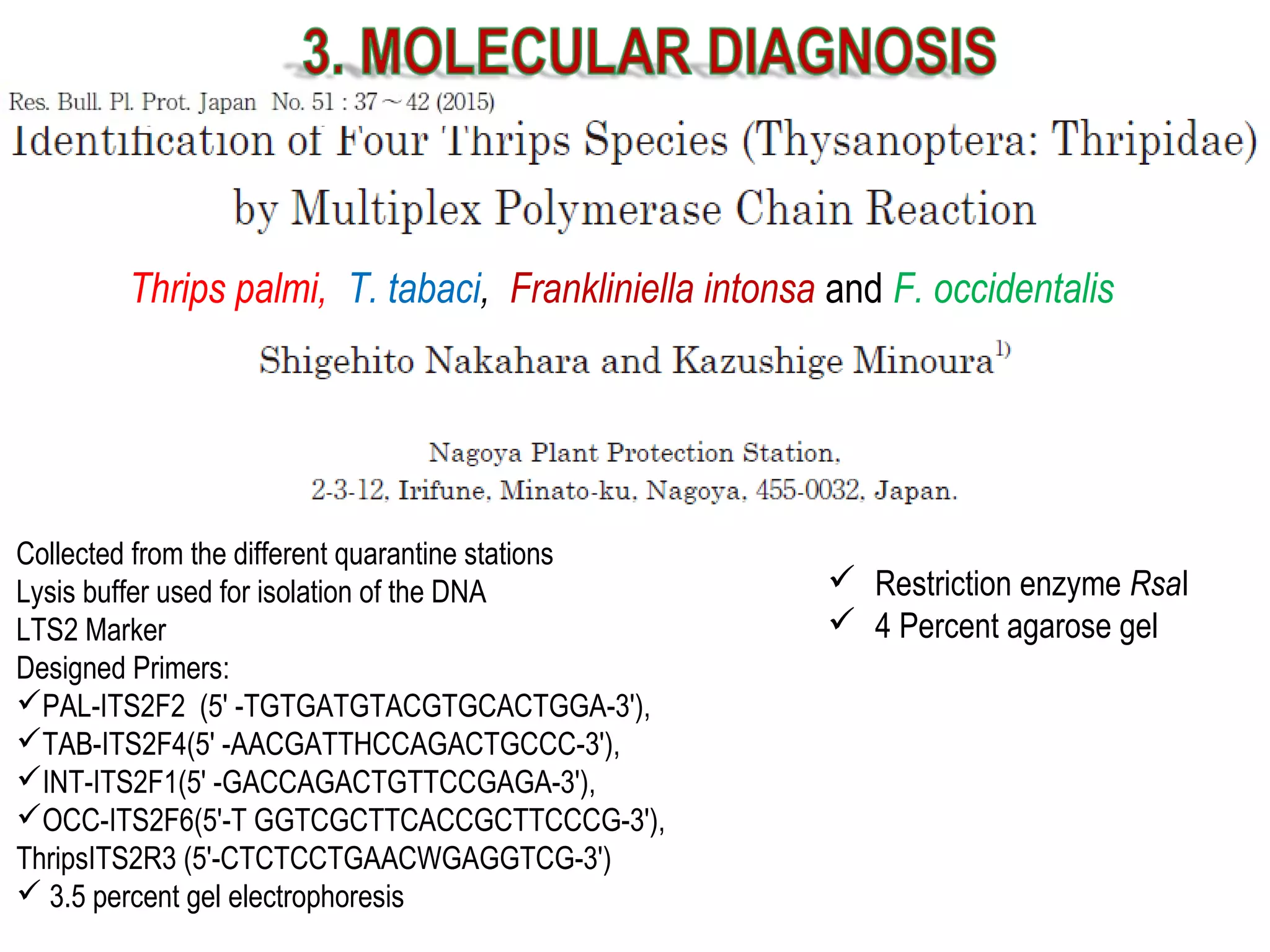 Thrips diagnosis and management-SSNAIK-TNAU | PPT