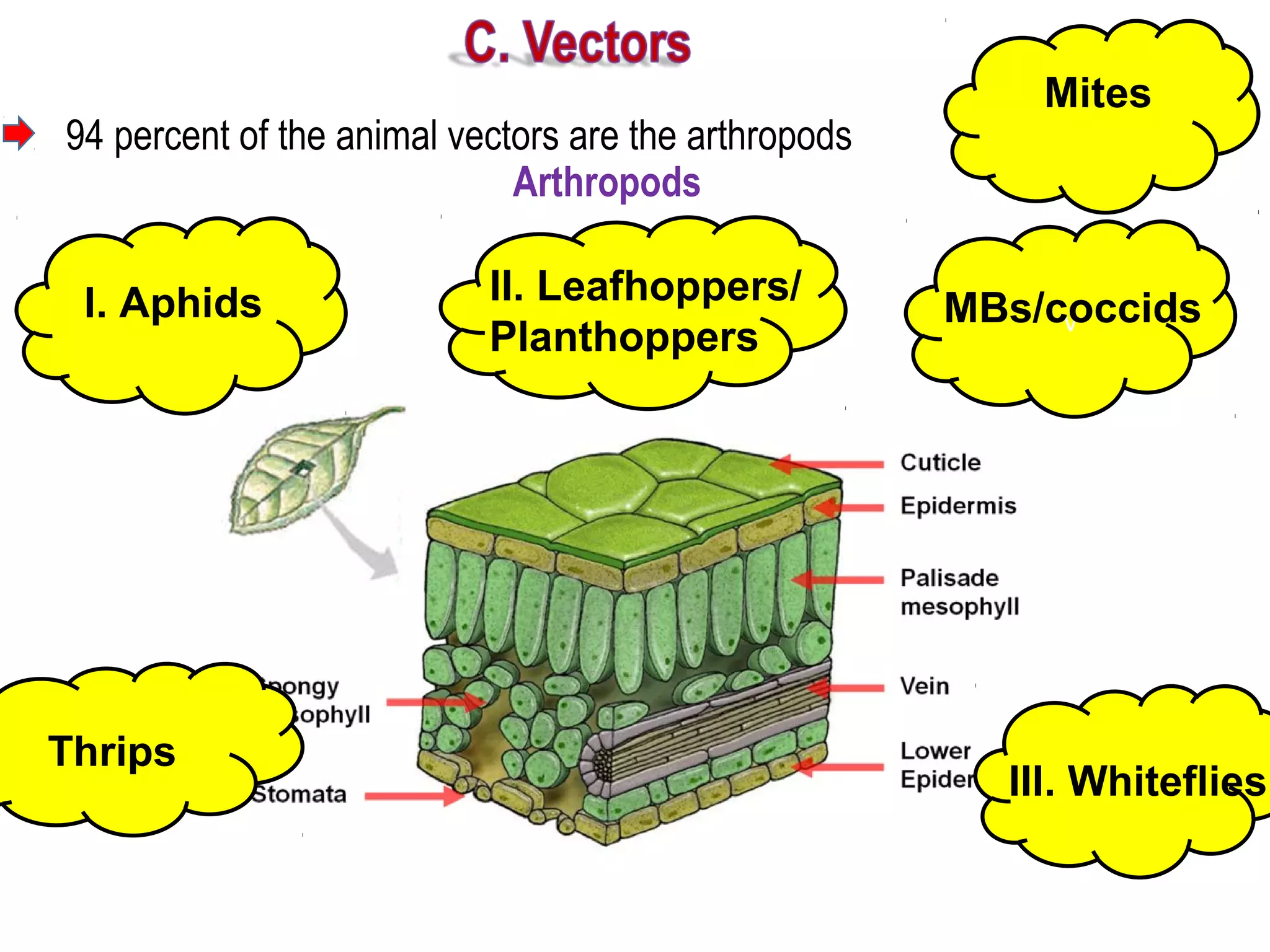 Thrips diagnosis and management-SSNAIK-TNAU | PPT