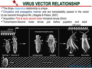 Thrips diagnosis and management-SSNAIK-TNAU | PPT