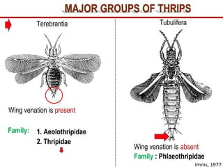 Thrips diagnosis and management-SSNAIK-TNAU | PPT