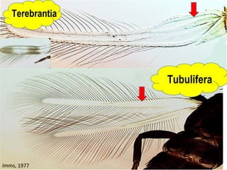 Thrips diagnosis and management-SSNAIK-TNAU | PPT