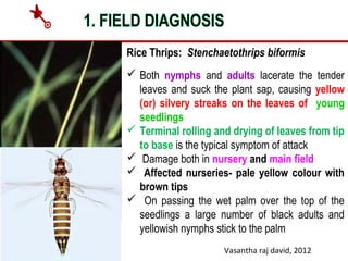 Thrips Damage In Rice