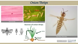 Thrips in Utah Potato Production | PPT