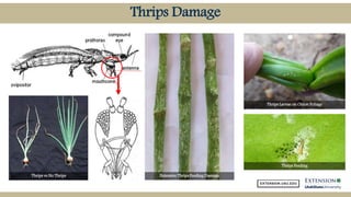 Thrips in Utah Potato Production | PPT
