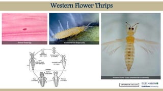 Thrips in Utah Potato Production | PPT